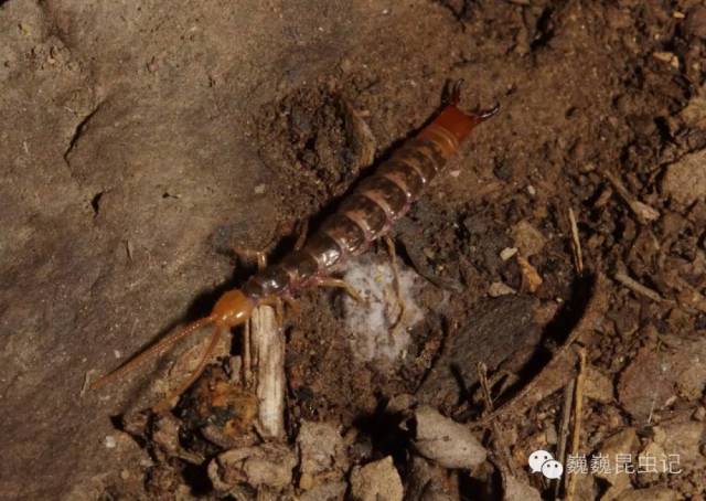 【虫趣点滴】说了那么久的“保护品种”，到底哪些昆虫是受保护的呢？_手机新浪网